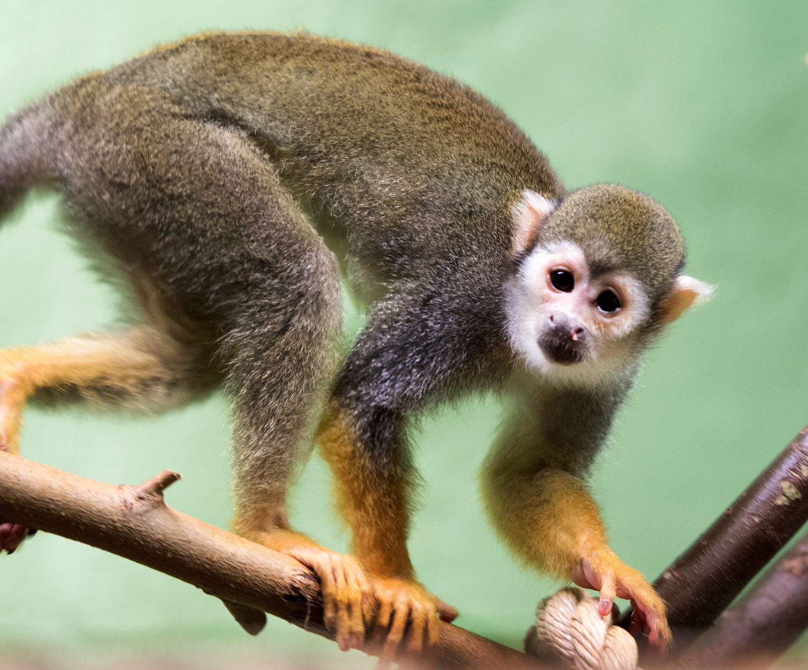 Squirrel Monkeys