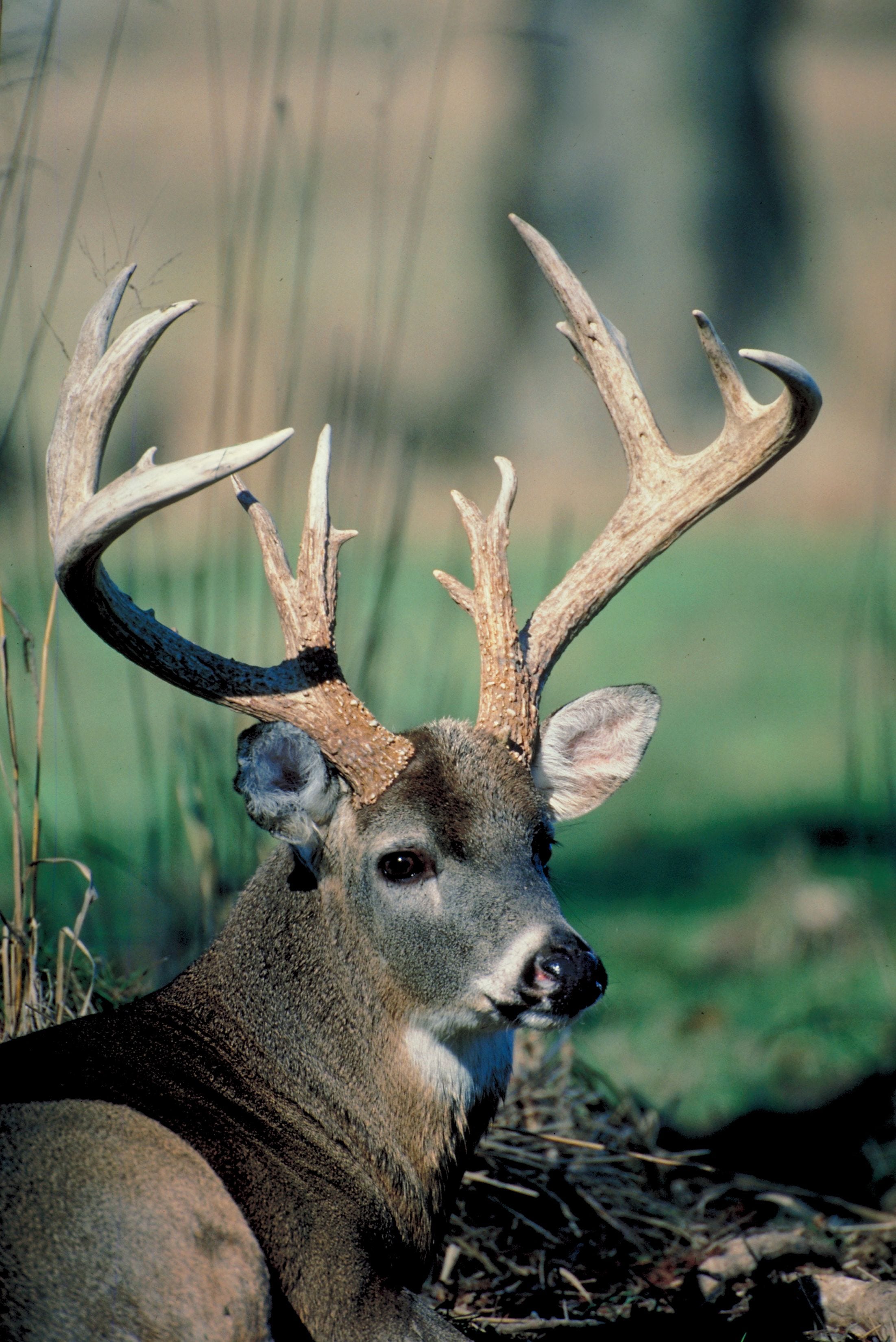 Do Dogs Like Deer Antlers