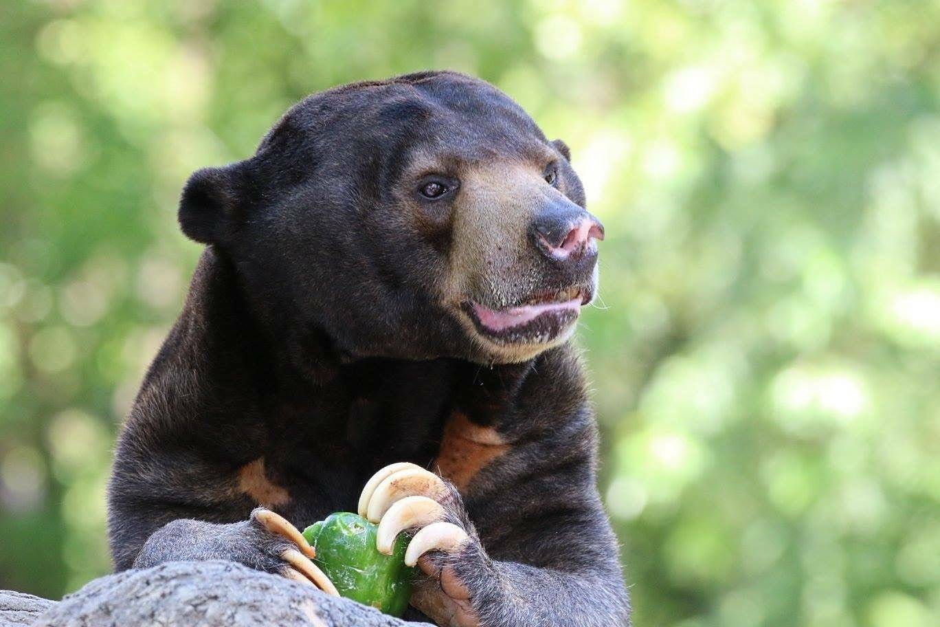 Sun Bear Eating