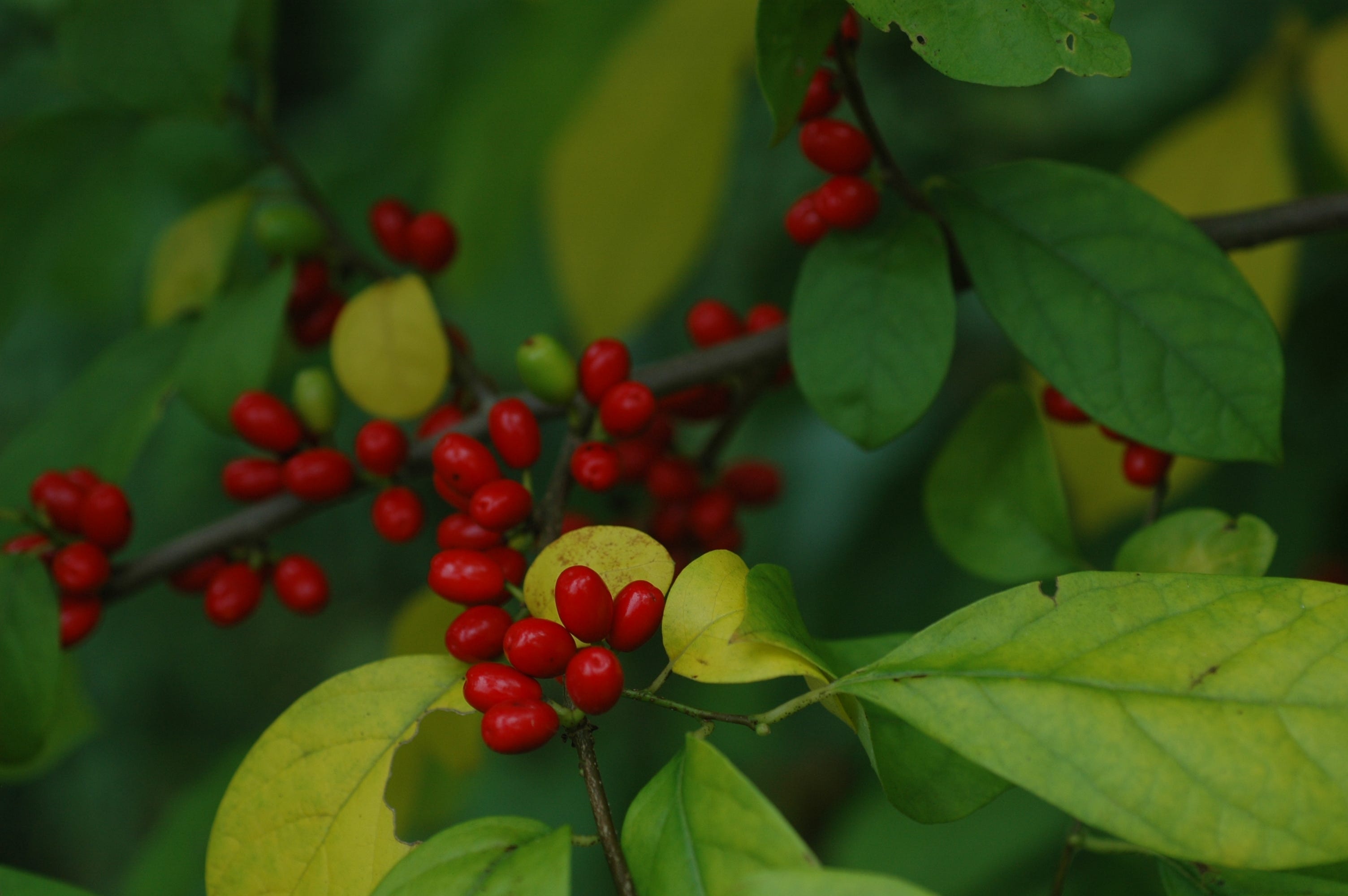 Native Plants: Spicebush a favorite feast for wildlife