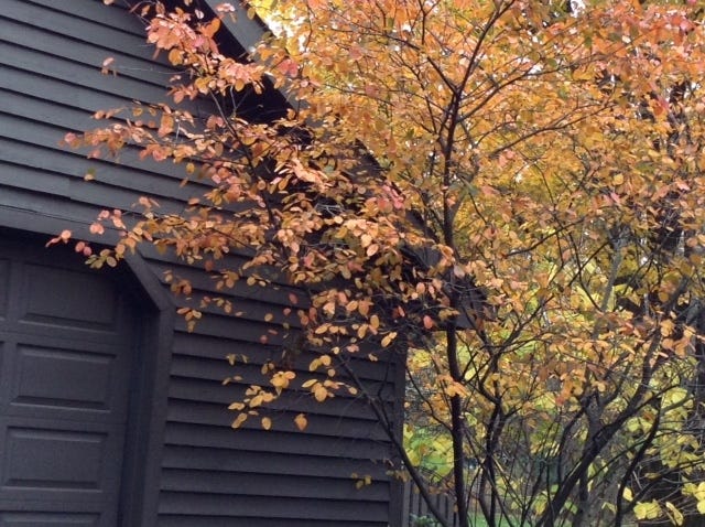 Folklore surrounds Allegheny serviceberry trees
