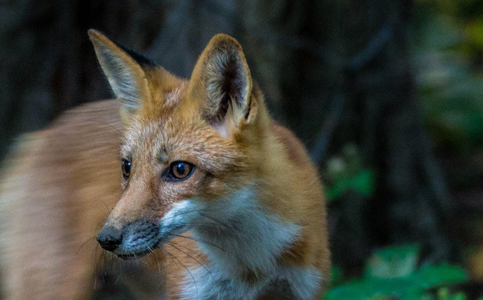 The Cute Little Red Foxes on Presque Isle