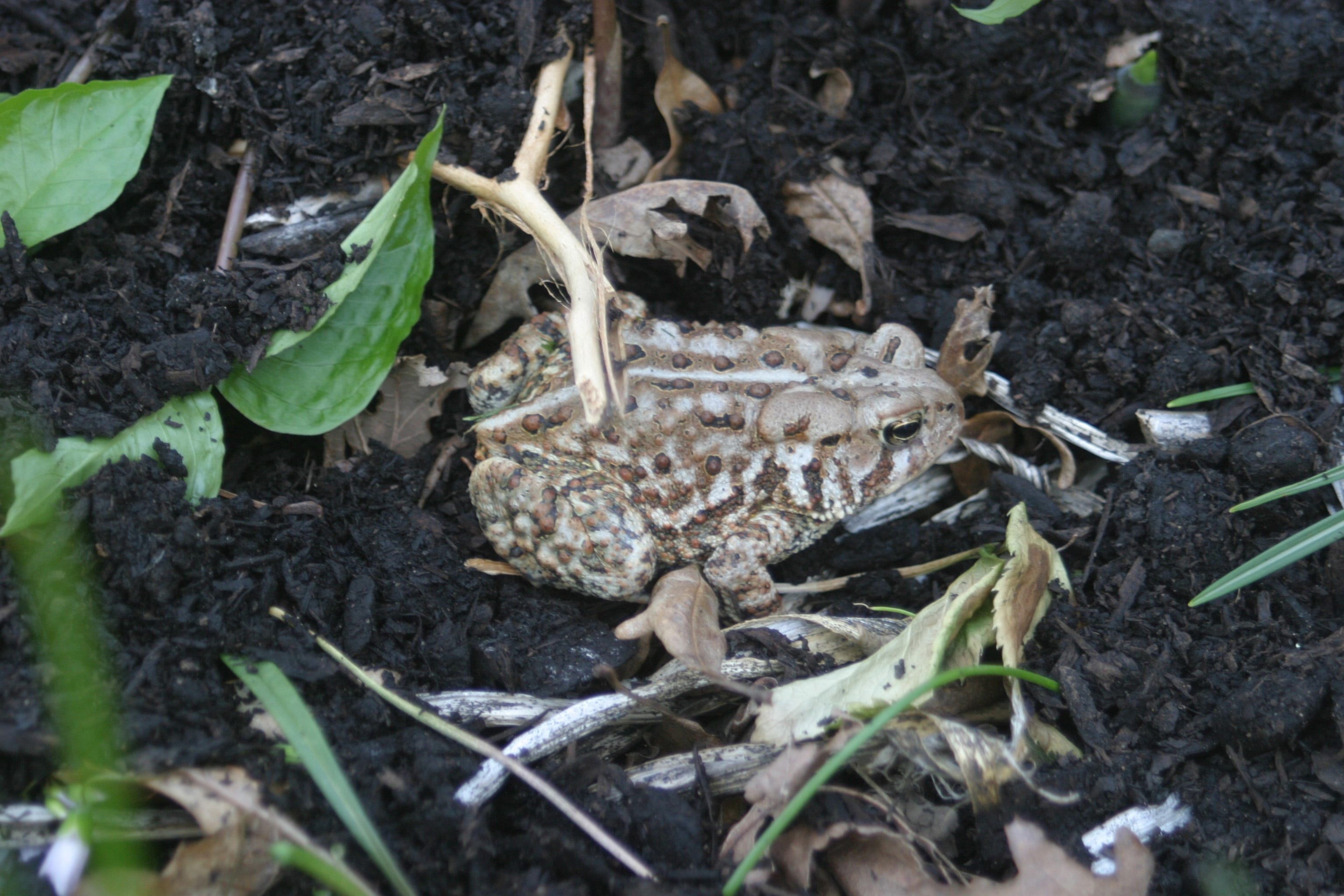 Gardening: Support toads in backyard as easy form of pest control