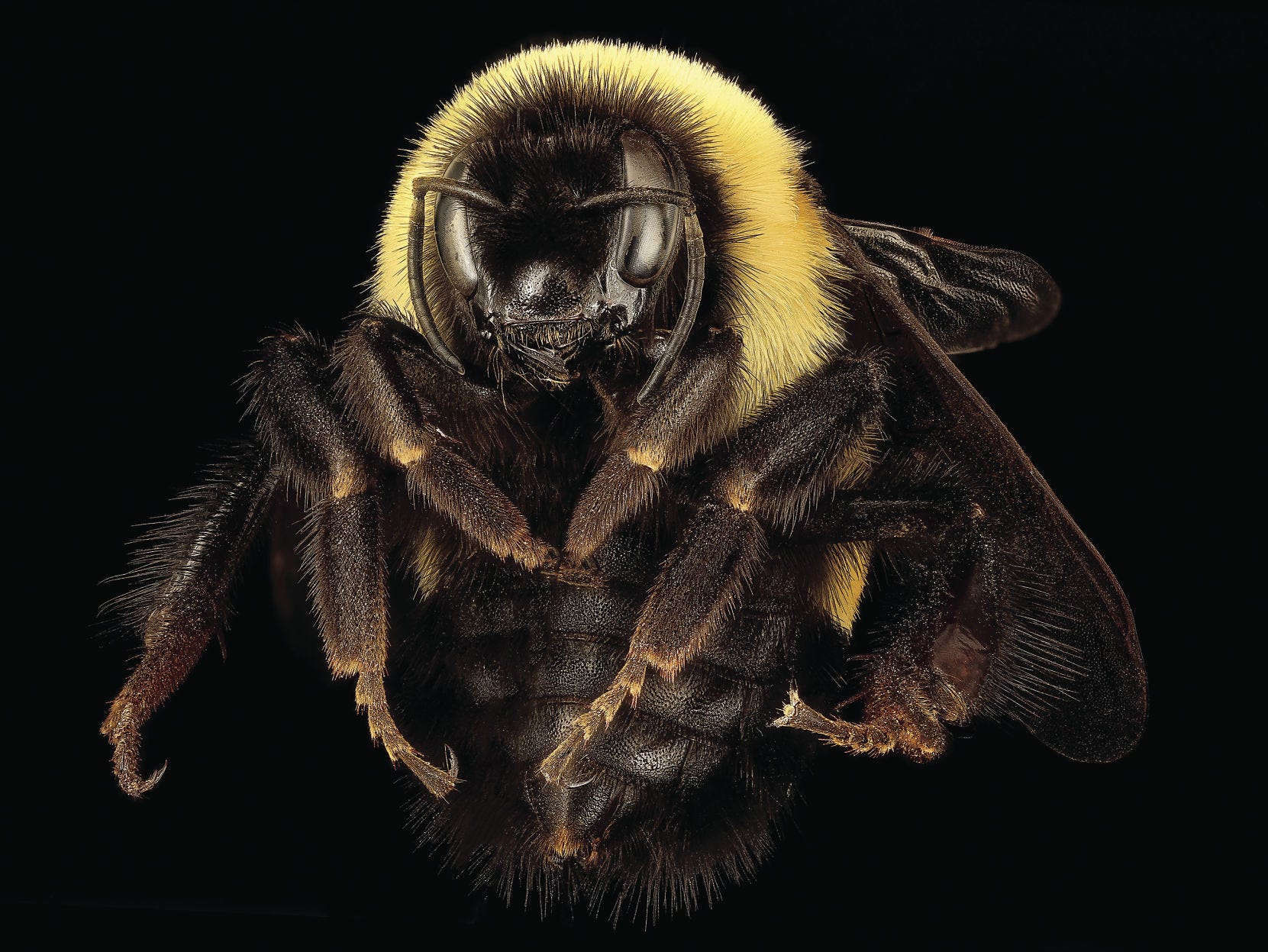 Spotting of rare bee spurs research of habitat, protection