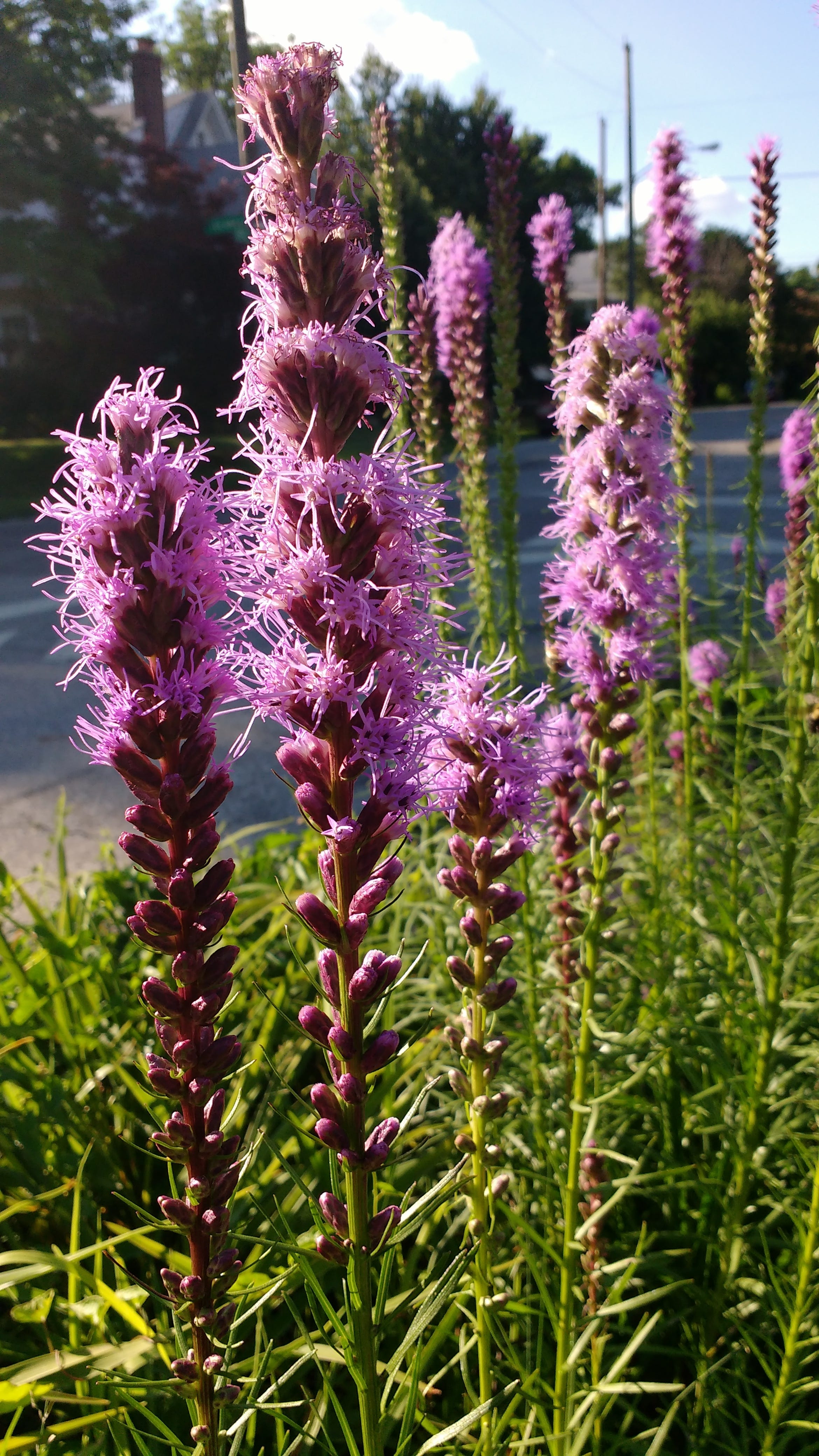 Native Plant: Liatris' spiky elegance stands out