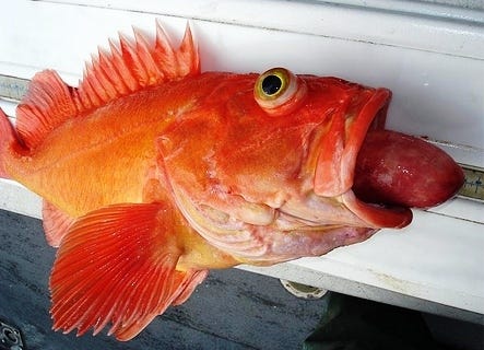 Venting crucial to fish with barotrauma