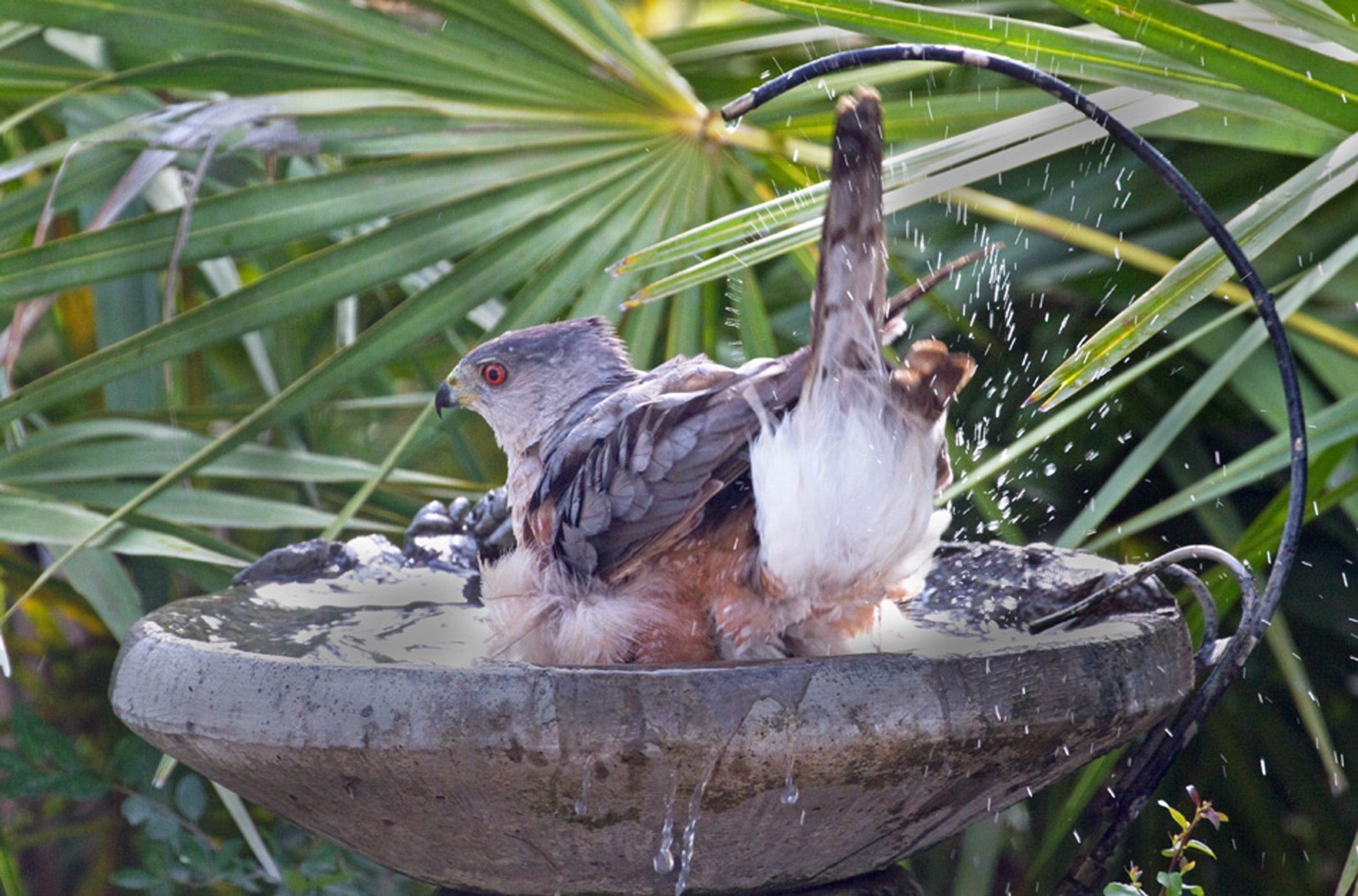A bath for every bird