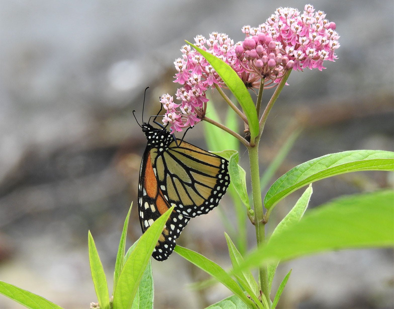 Monarch Butterfly Milkweed Plant
