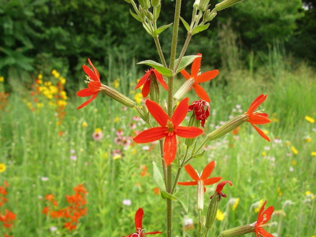Royal Catchfly's red flowers catch eye