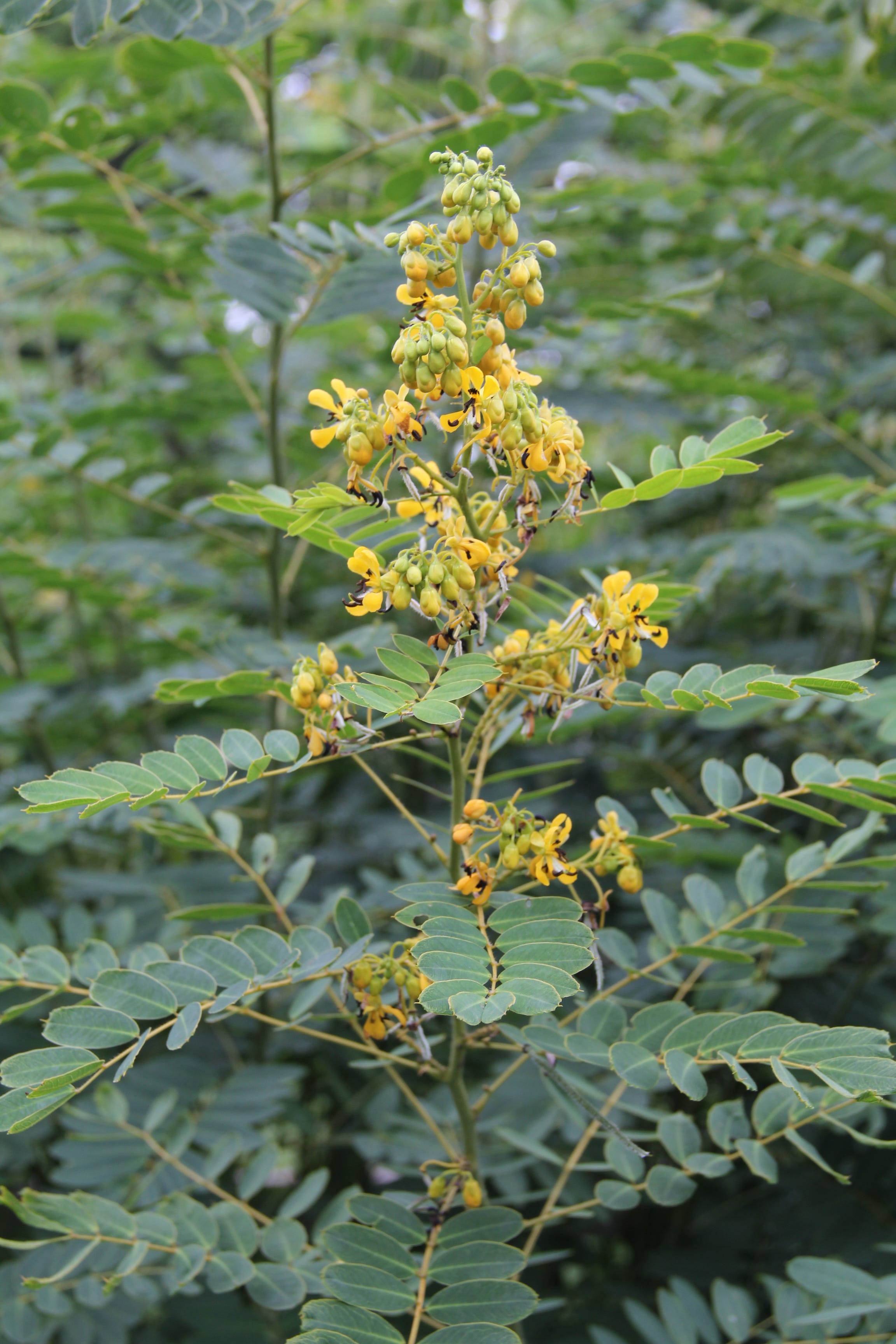 Plant primer: Wild senna, American senna