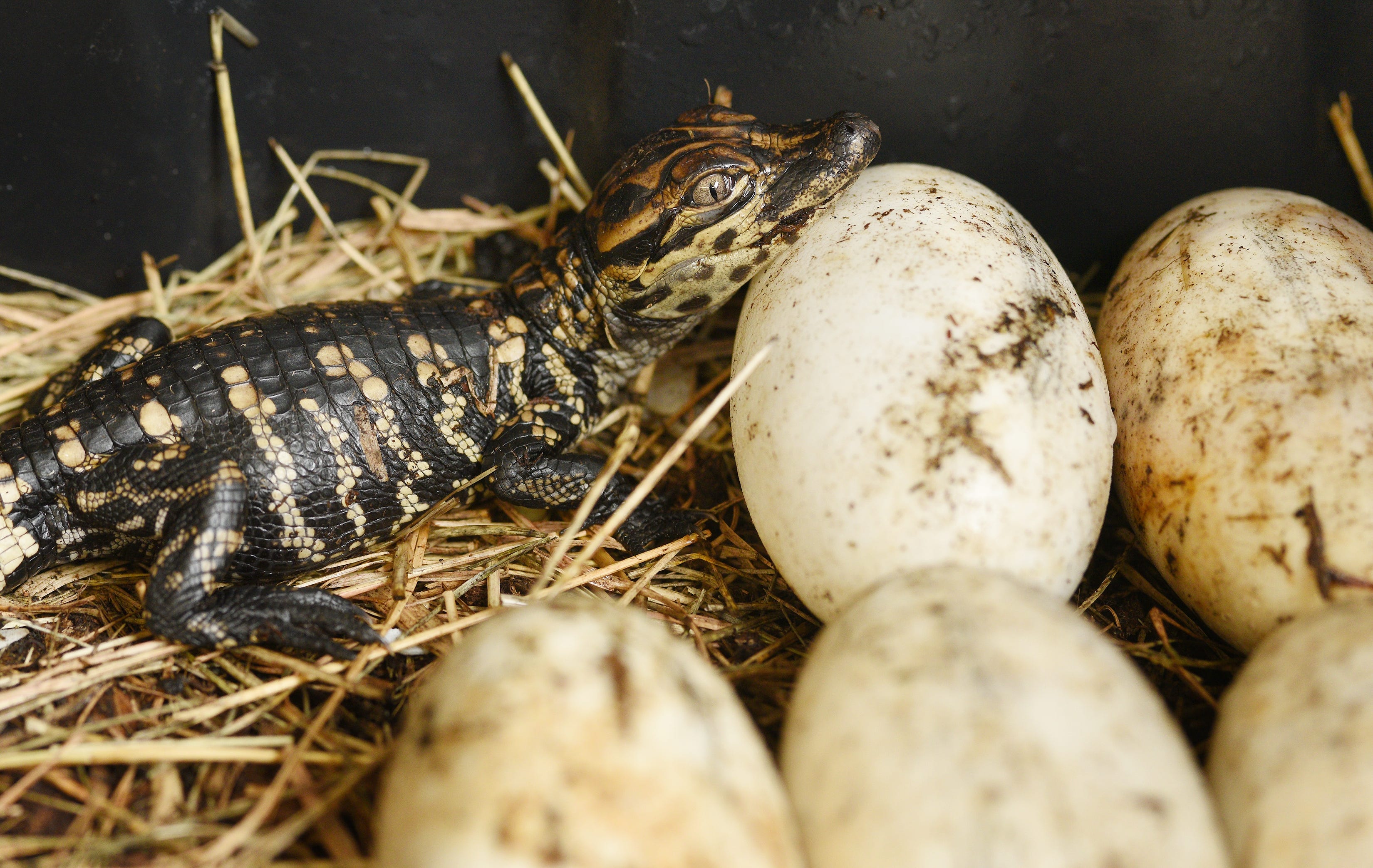 Alligator Eggs Hatching