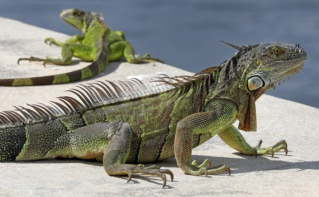 Chicken of the trees: Eating South Florida's iguanas