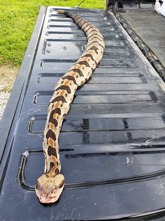 57-inch timber rattlesnake struck by vehicle in eastern Ohio