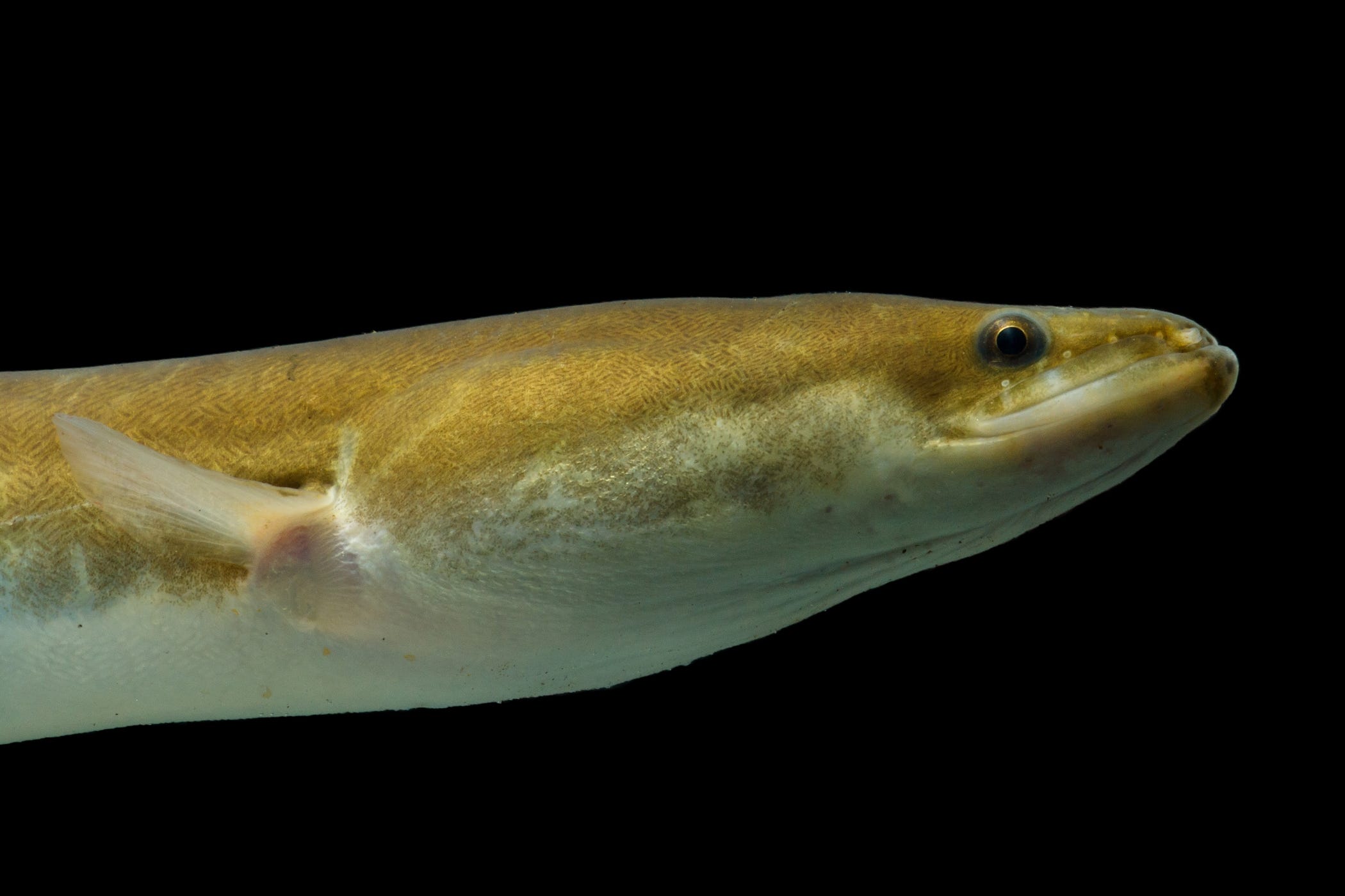 Elusive rainbow snake an eel predator