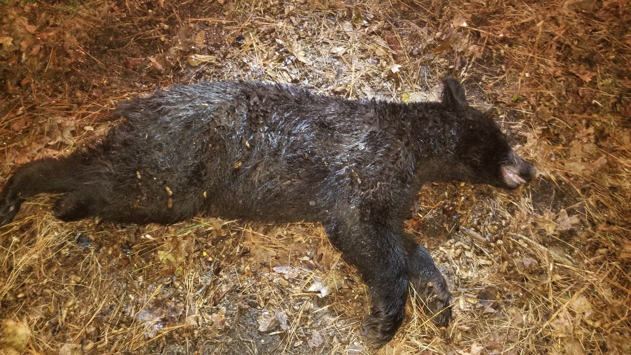 Handling sick black bear exposes hunting guide to rabies