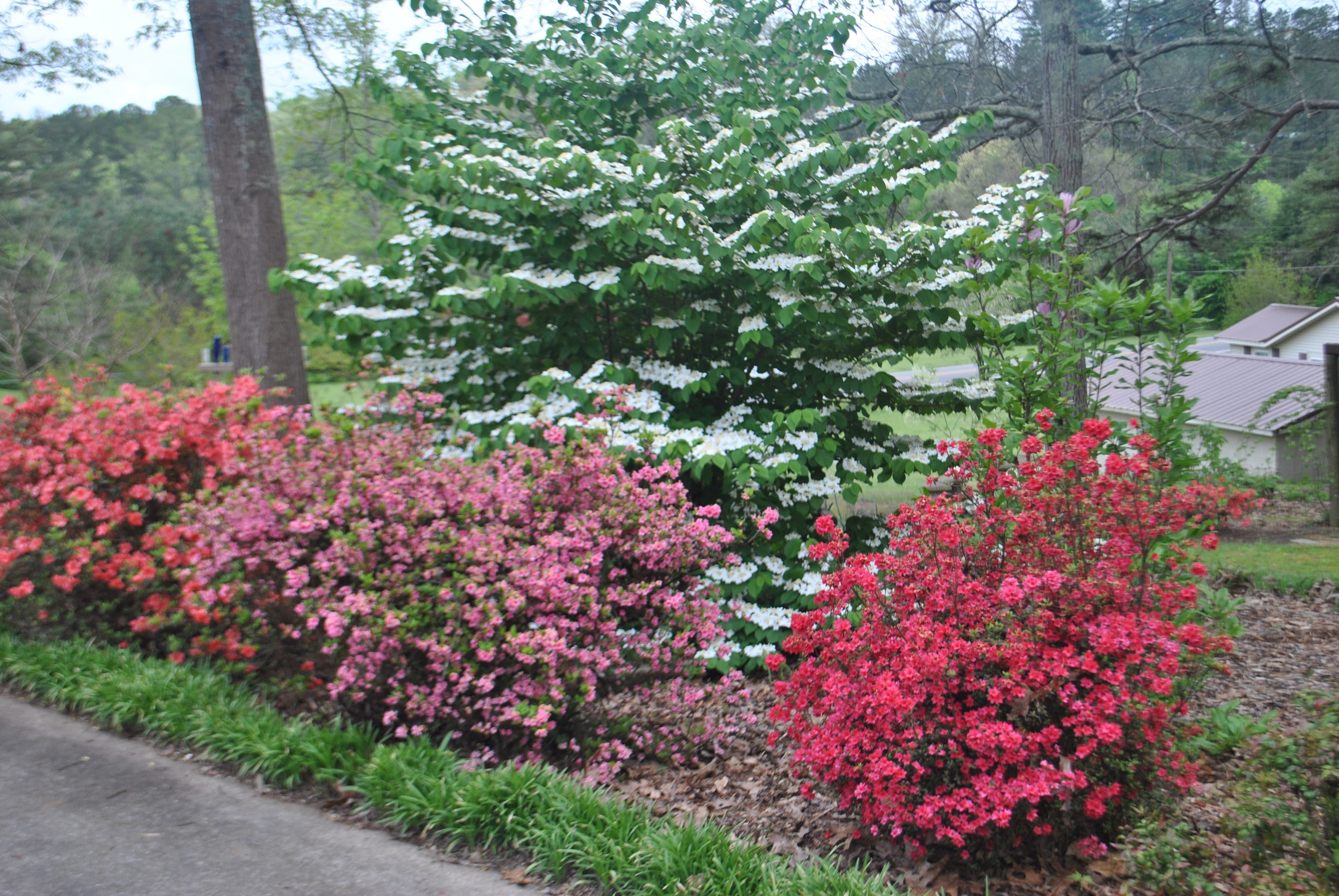 Designing the landscape with azaleas