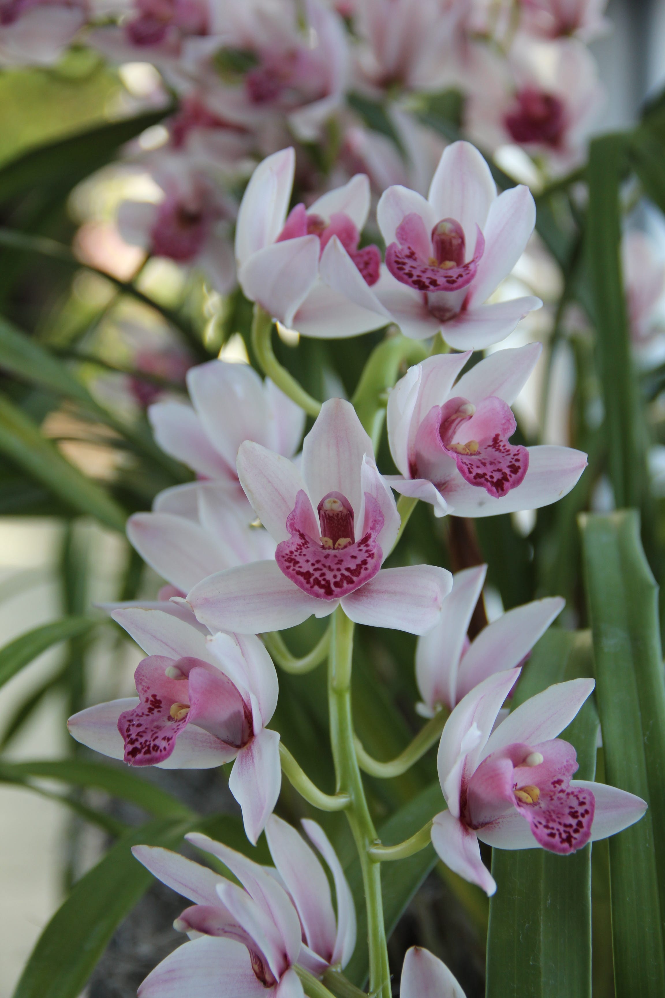 Orchid Cymbidium Plant