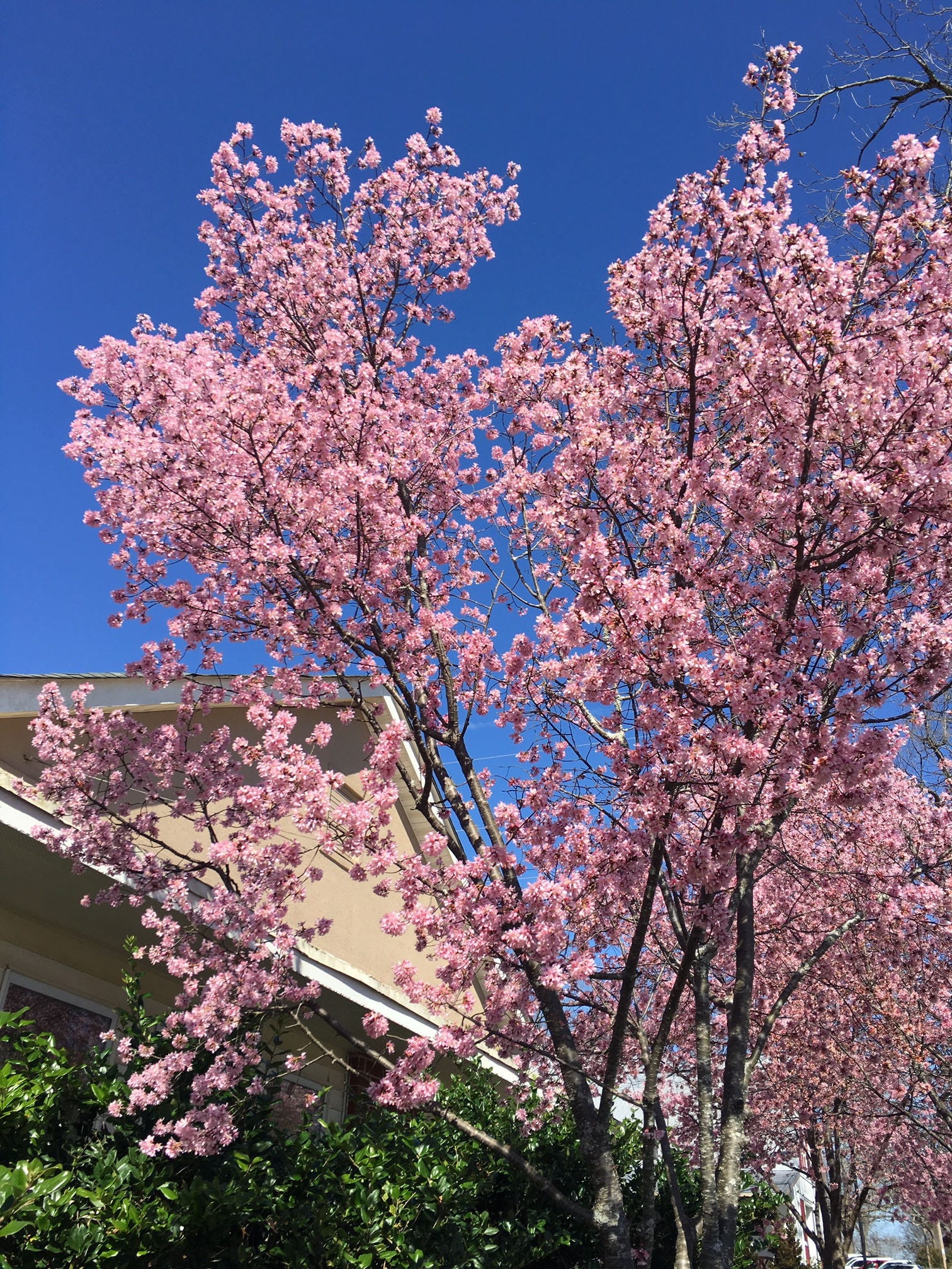 Flowering cherry trees are seasonal highlight
