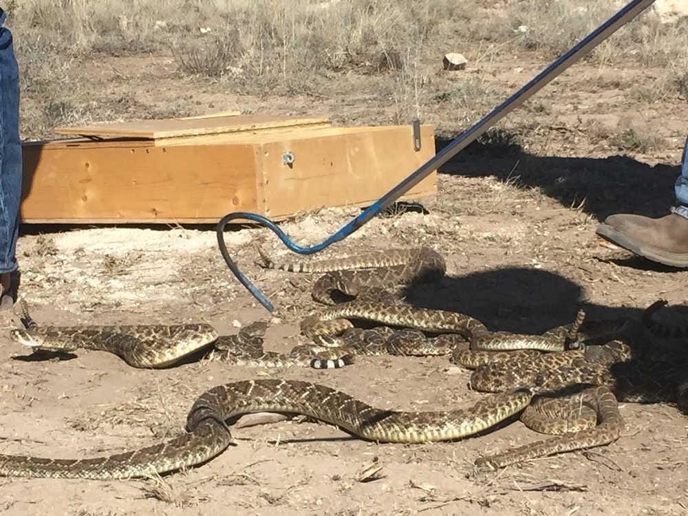 Annual Rattlesnake Roundup in Sweetwater begins Friday