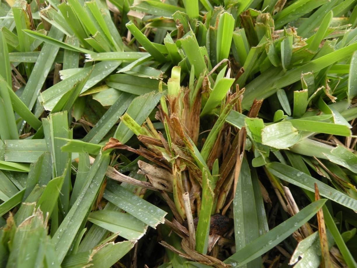 Is your lawn dying? It might have an unpreventable, incurable virus