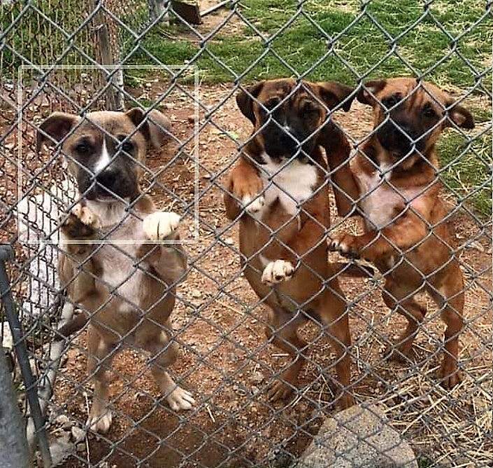 Shelters need donations to keep saving homeless pets