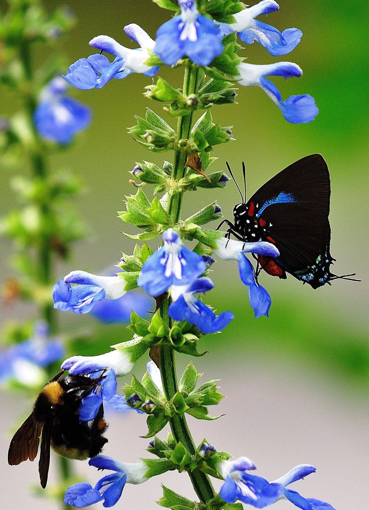 Year of the Salvia good for pollinators