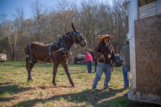 Mule Day Wagon Train heads toward Columbia
