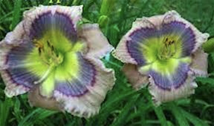 Daylilies are jewels of summer garden