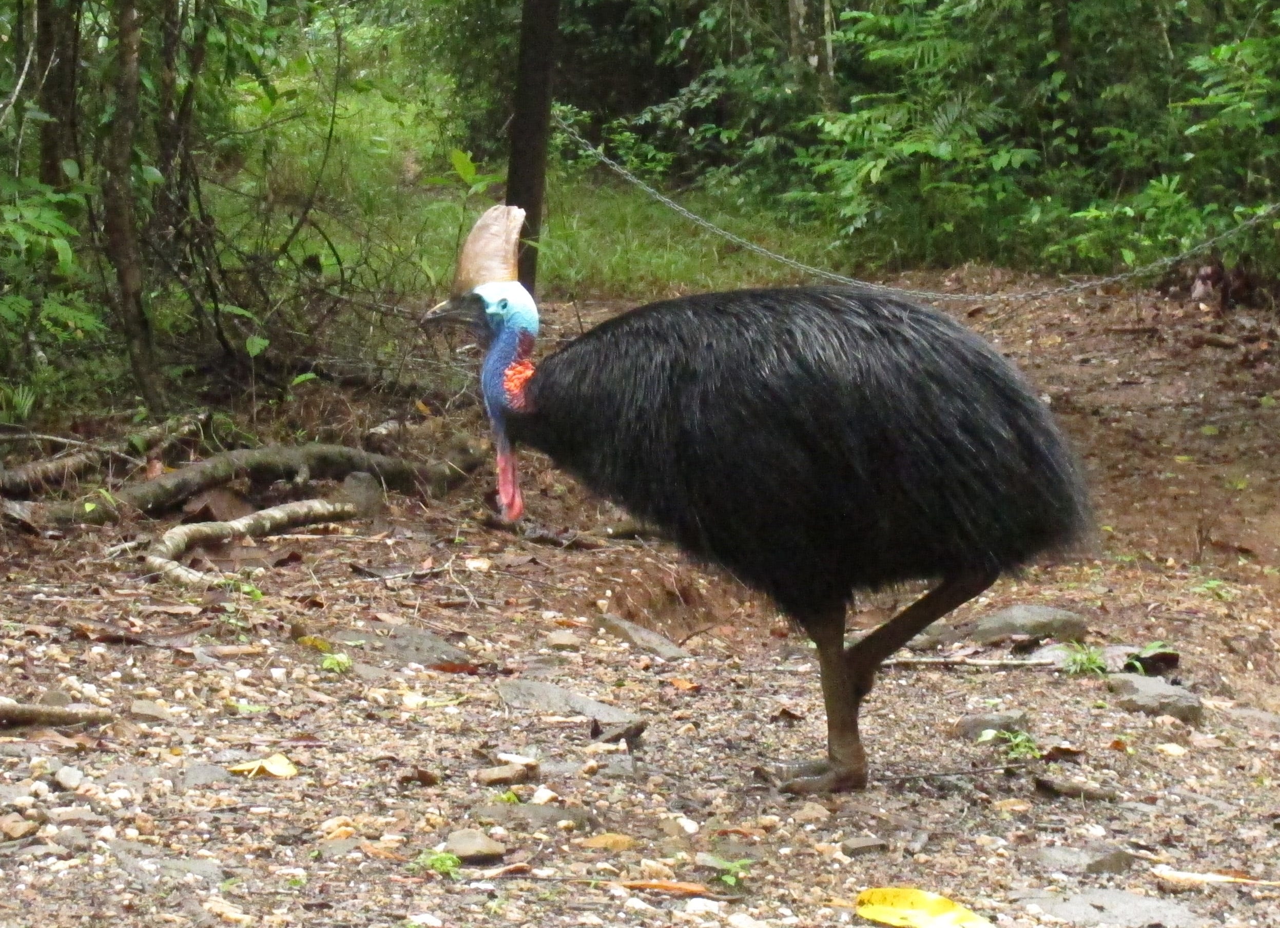 Cassowary kills man near Alachua