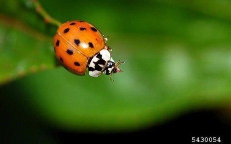 Myths and legends of ladybugs