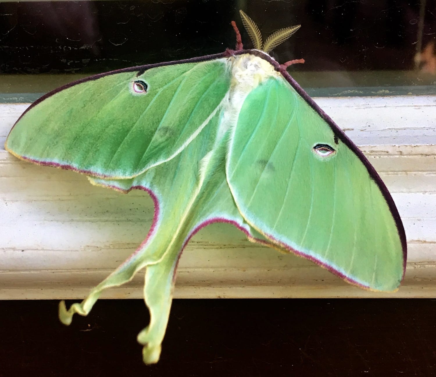 Treasure the Luna moth