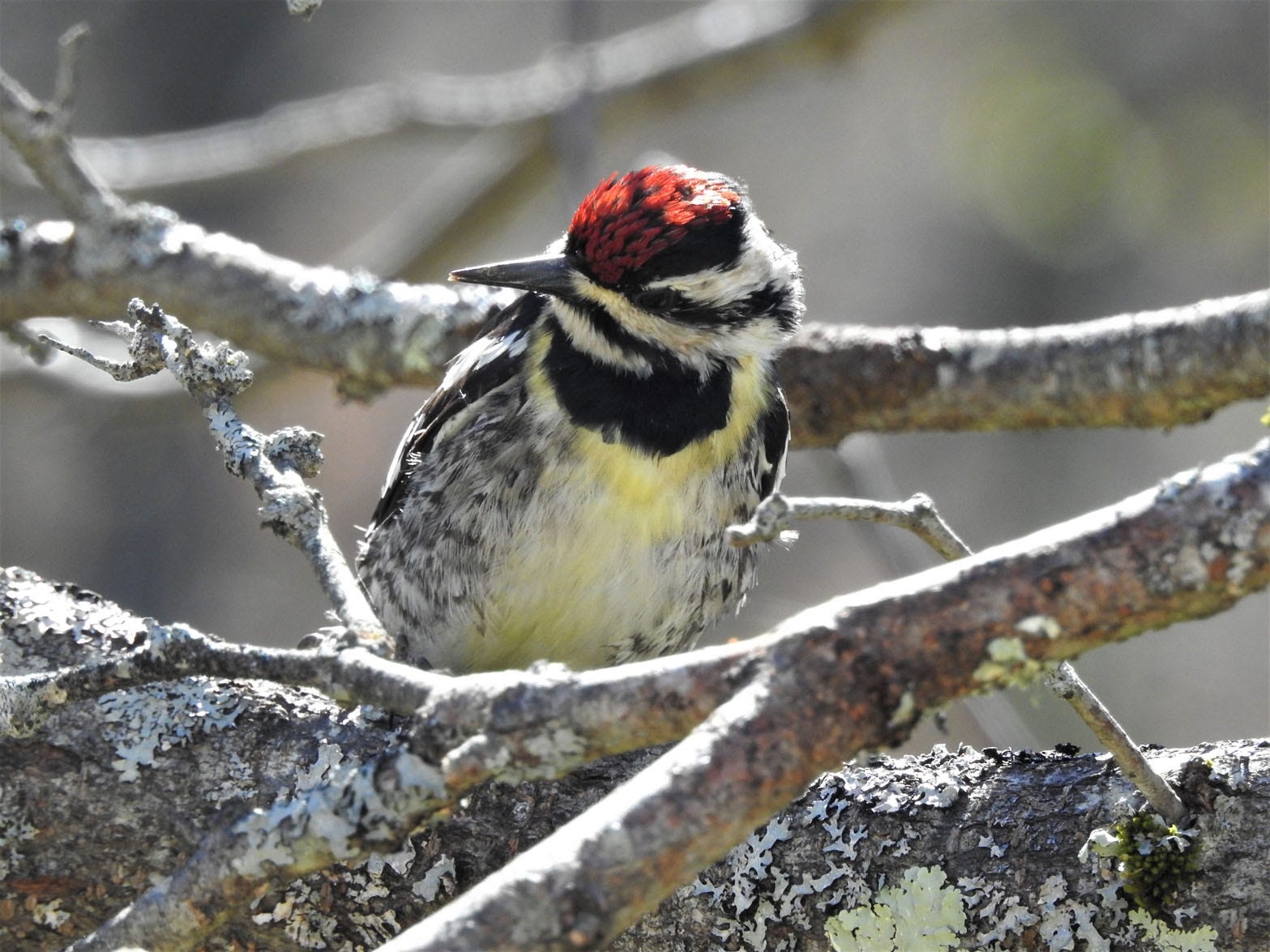 Yellow Bellied Sapsucker Flying