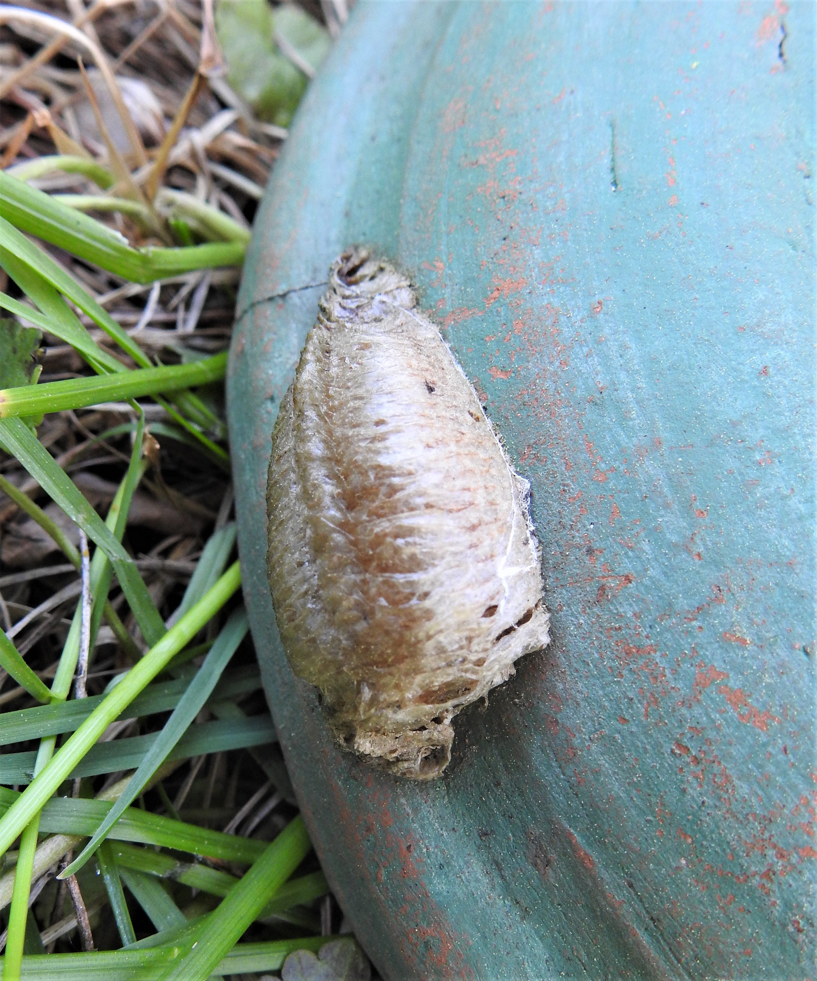 Praying Mantis Eggs