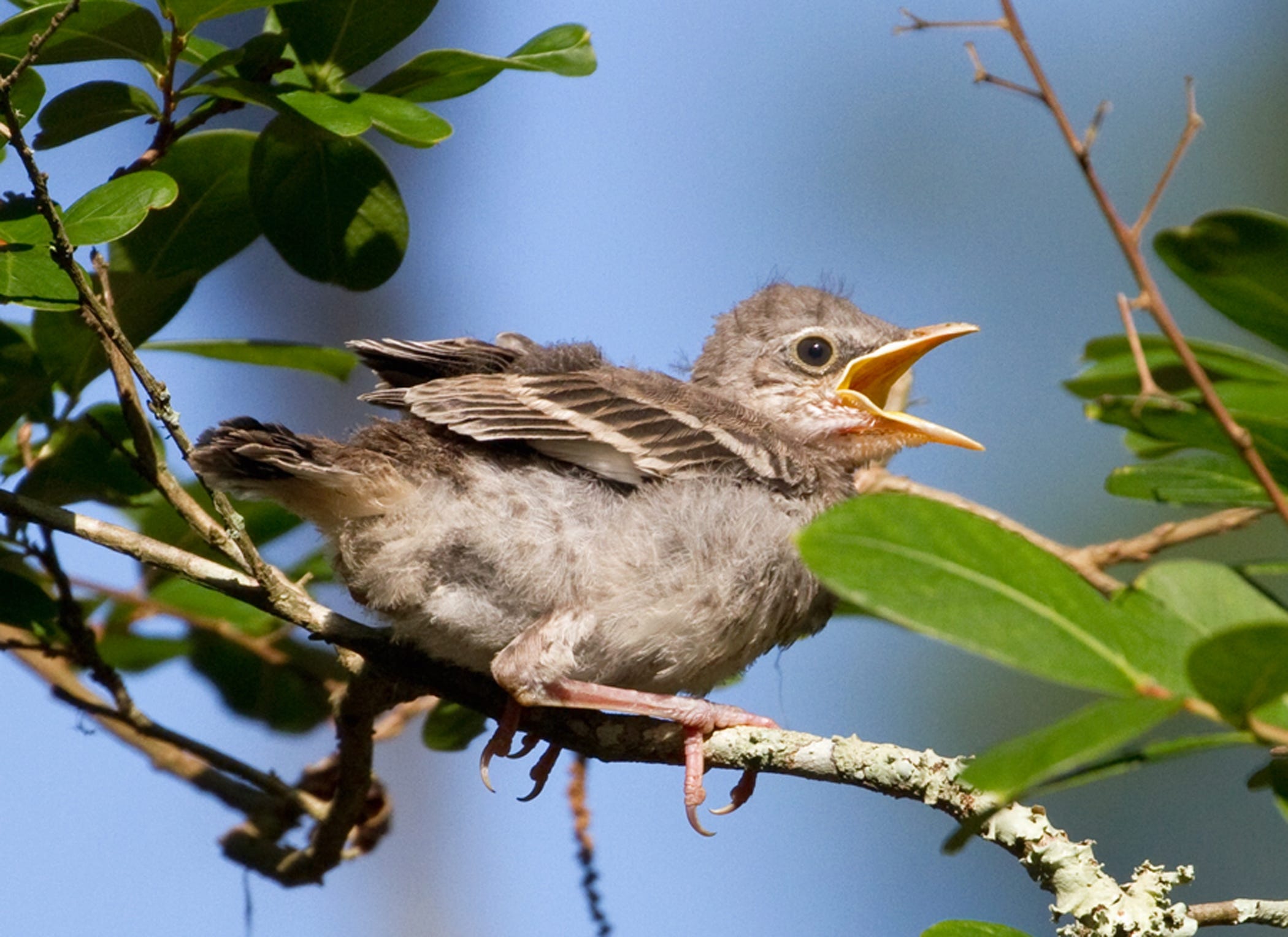 Baby Birds Flying From Nest