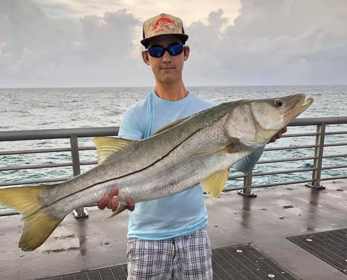 Snook hitting lines across the Bay area