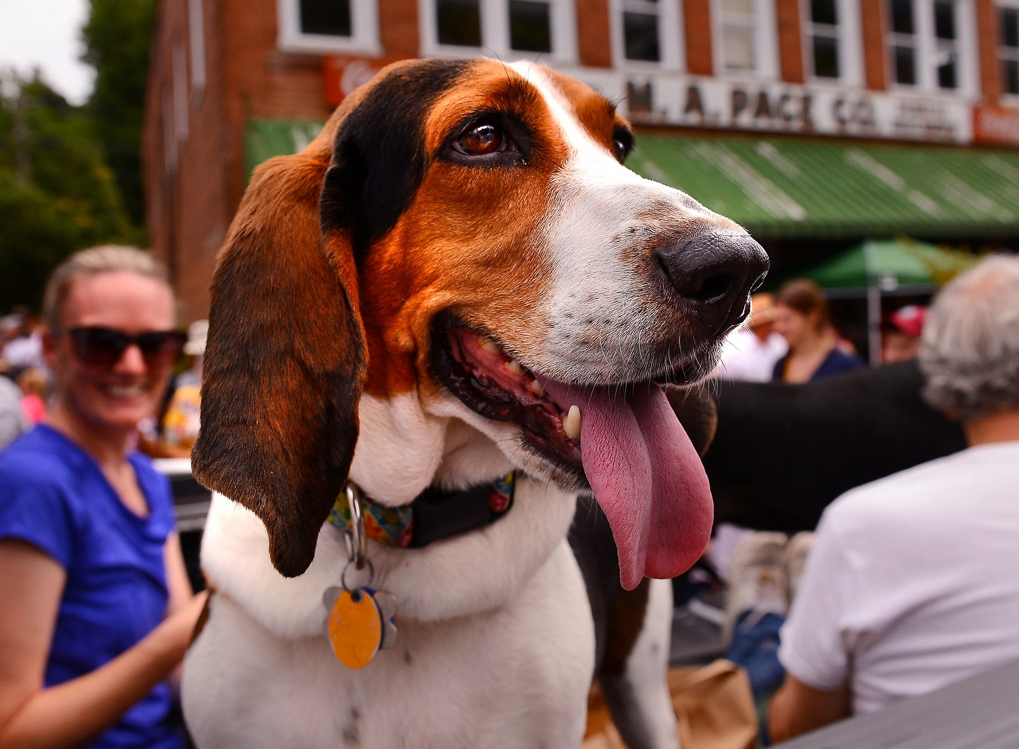 What Are The Best Coon Dogs