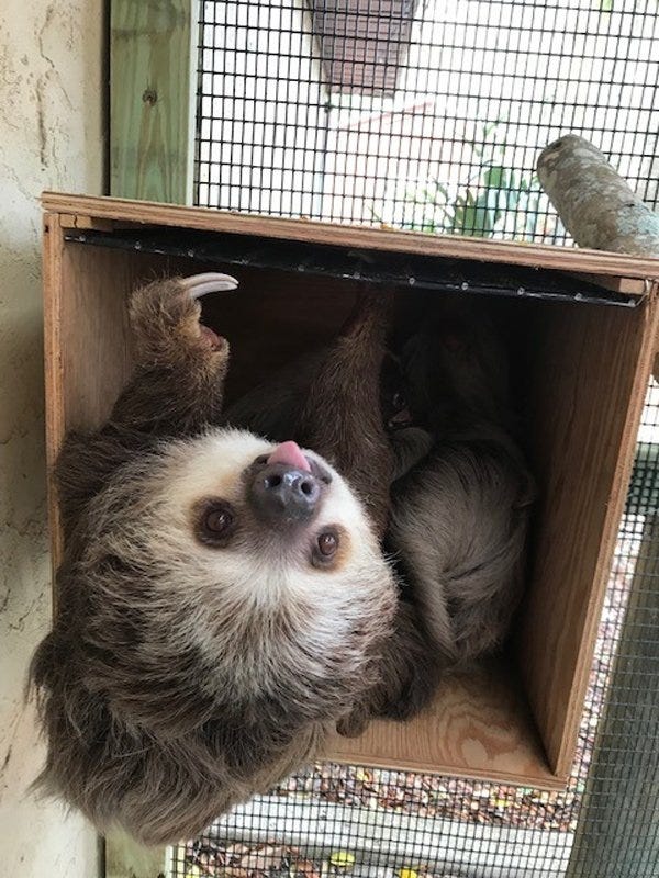 Stuffed Animals & Plushies Little Zoo Box Sloth Curated Educational Box ...