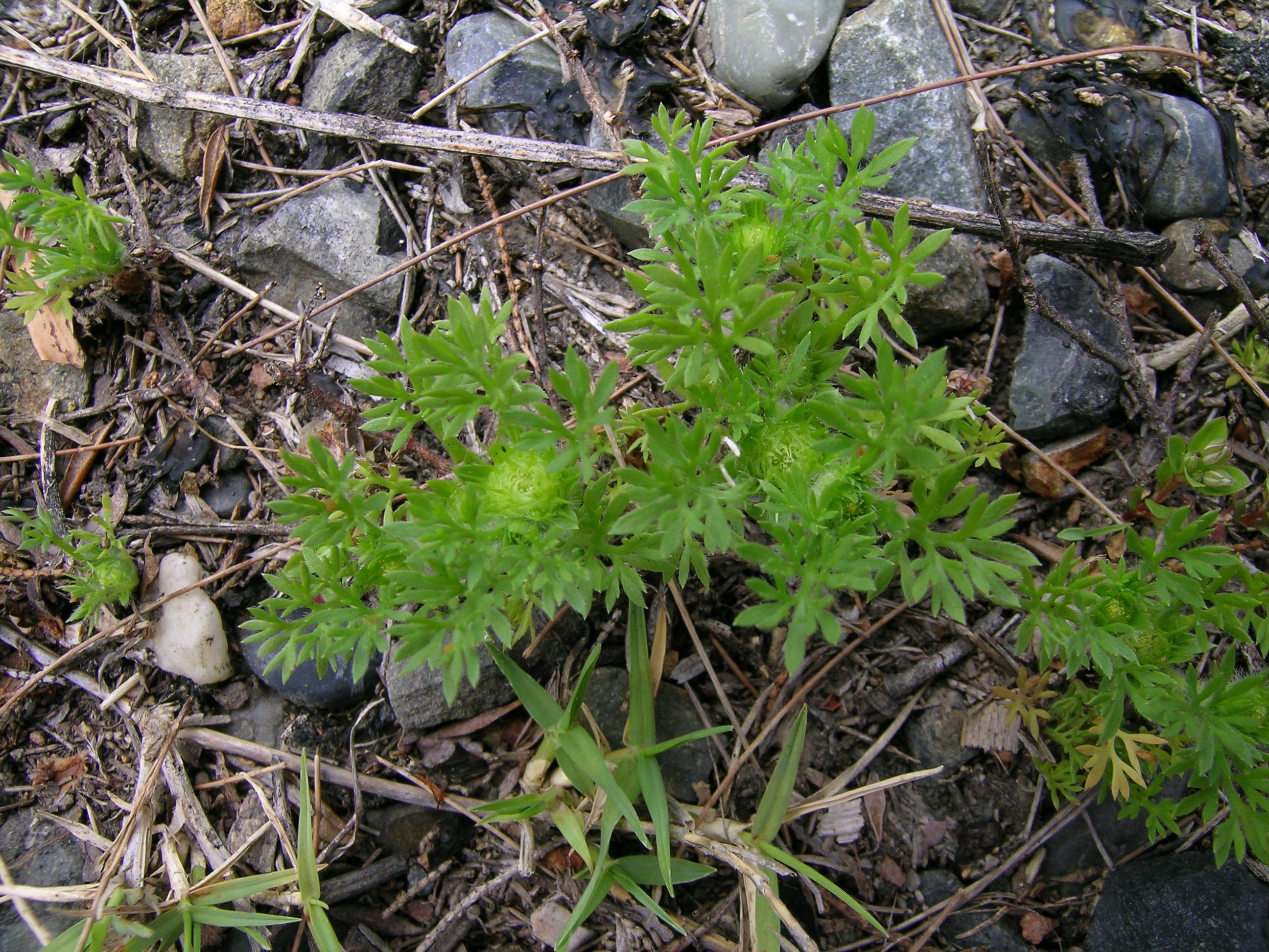 Tips for controlling prickly lawn burweed