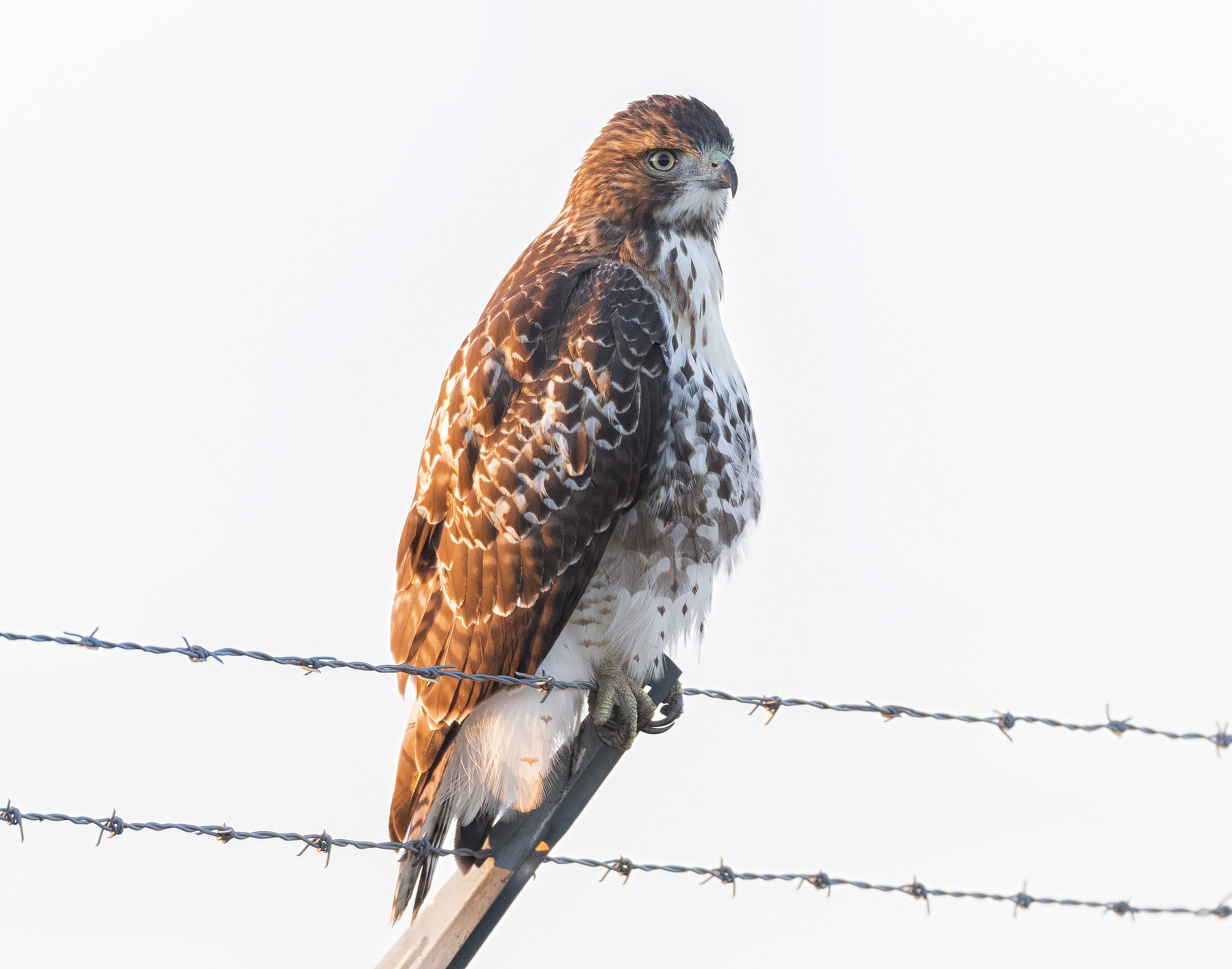 Nature | Red-tailed hawks a soaring success story across Ohio, continent