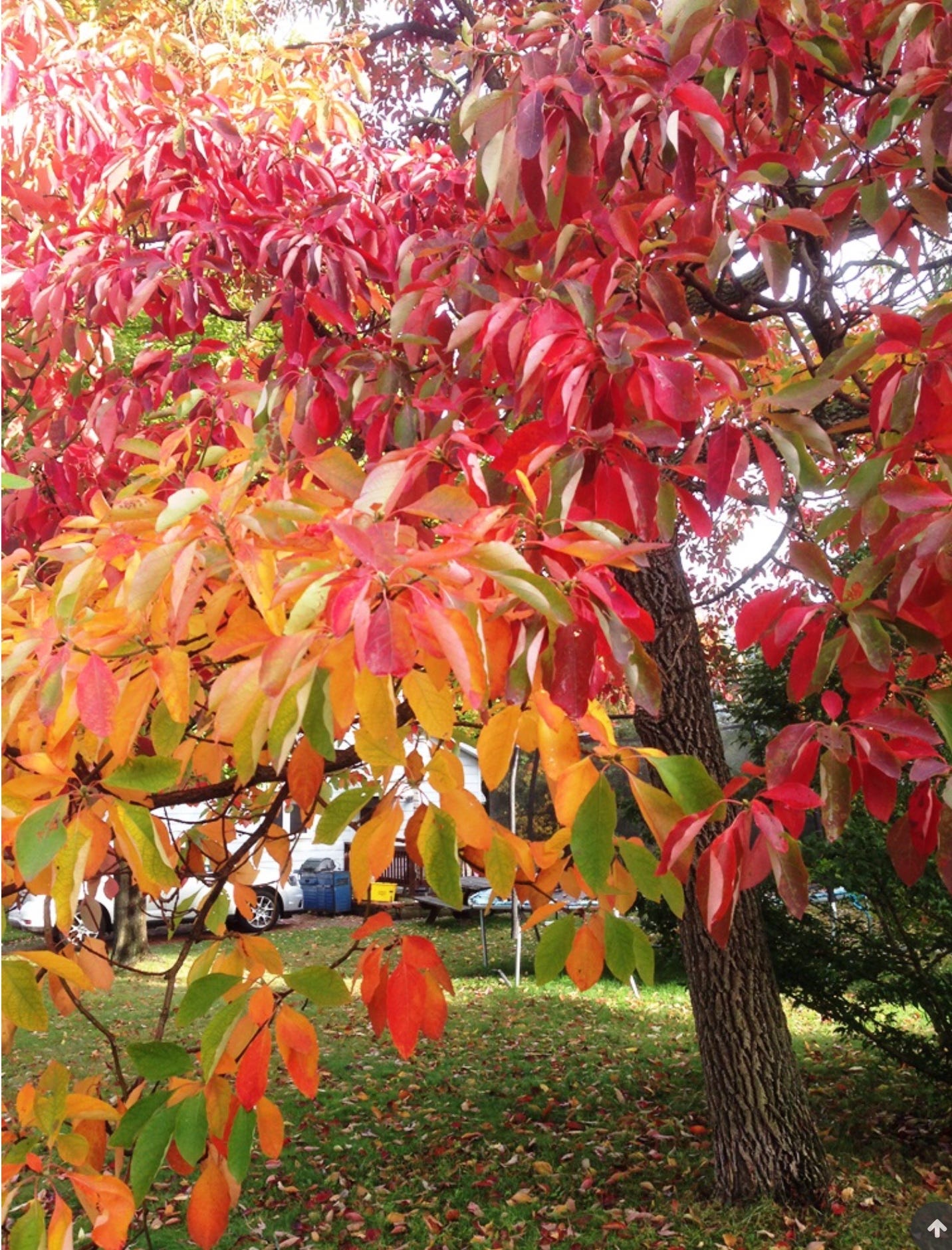 Sassafras delights with spring blooms, fall colors