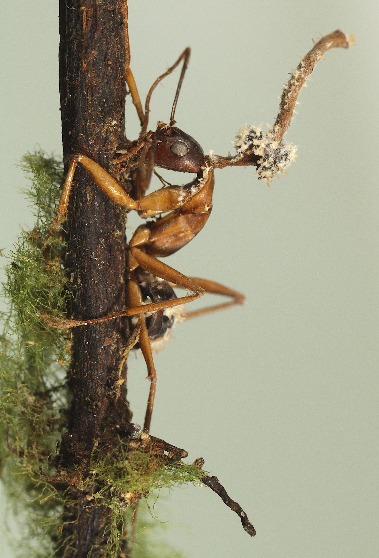 Evolution probably led fungi to zombify ants