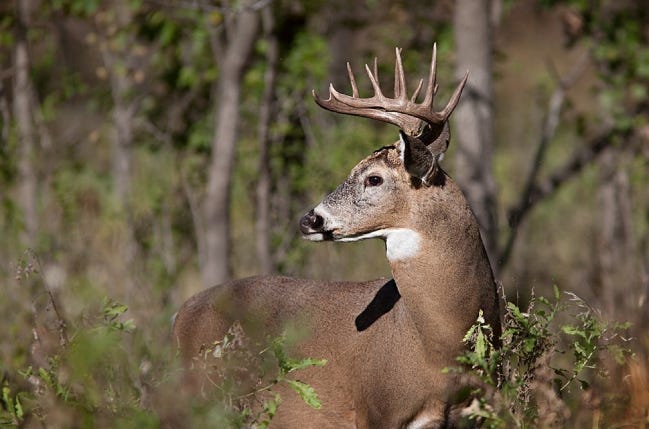 Oklahoma hunting seasons start soon: what you need to know
