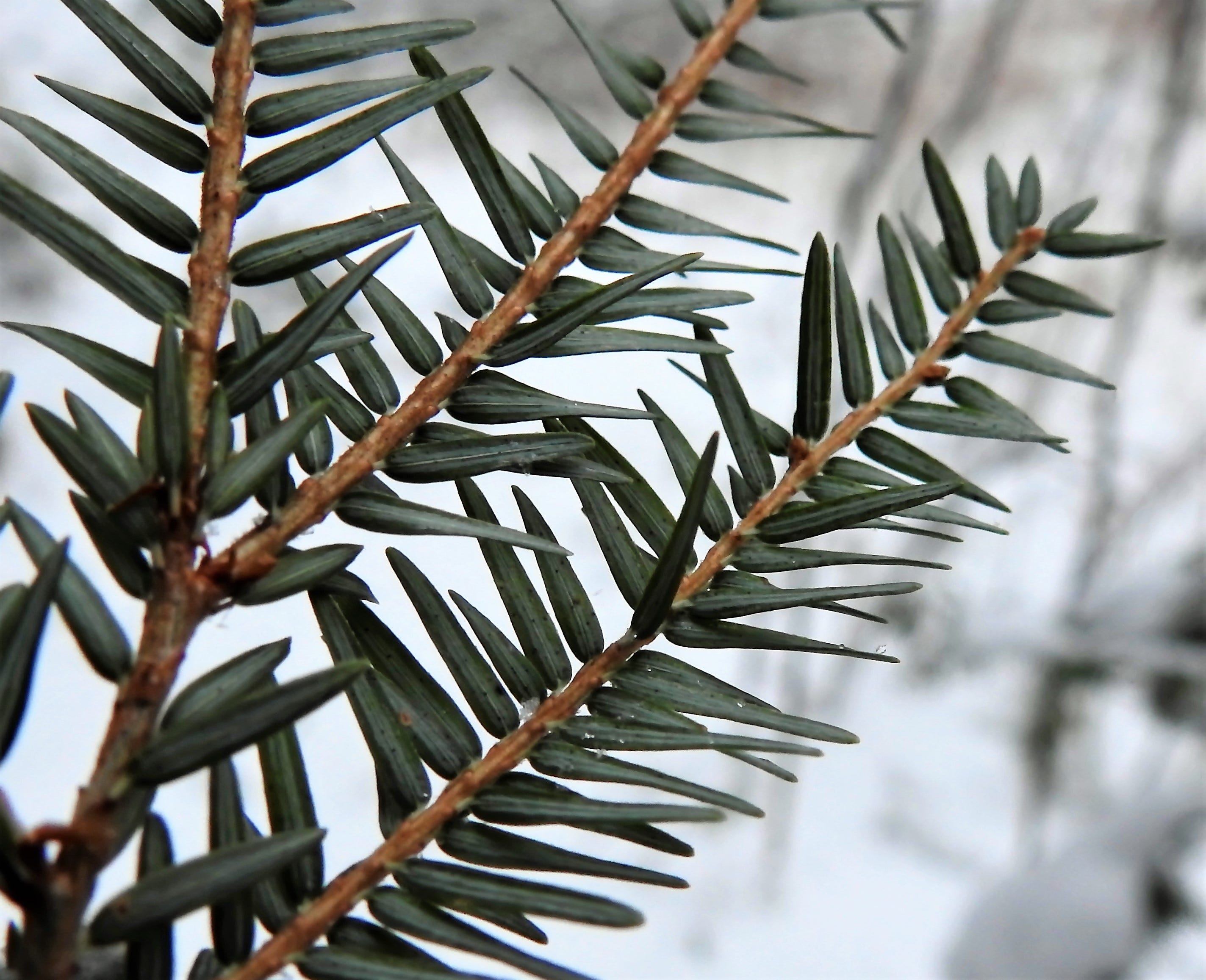 Brew up some Eastern hemlock tea to warm up