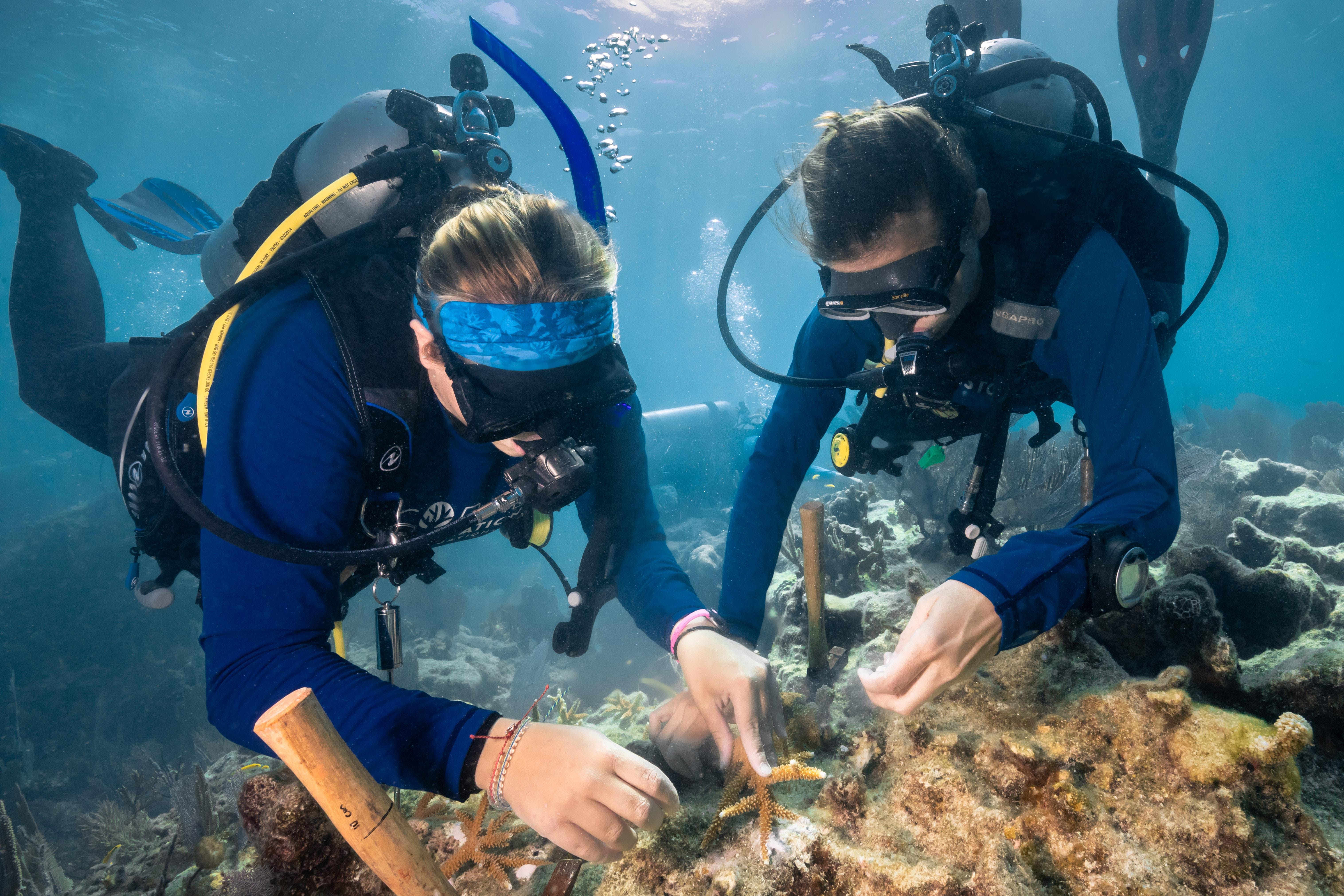 NOAA unveils plan to save coral reefs