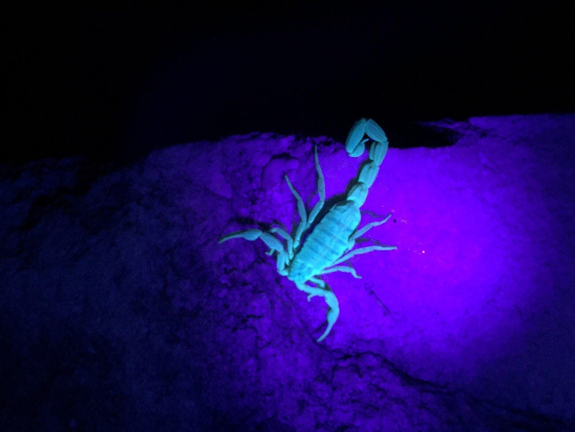 Why Do Scorpions Glow