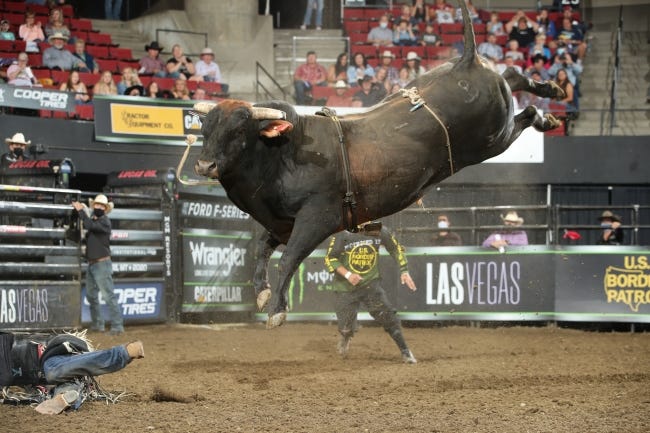 Rodeo Bulls