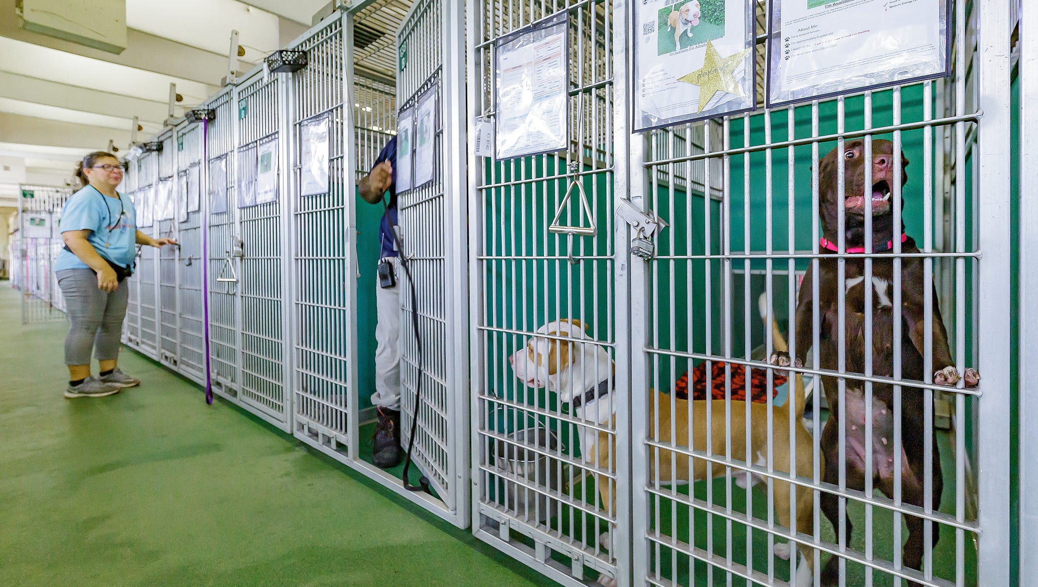 County's animal shelter has significantly cut down euthanization rate