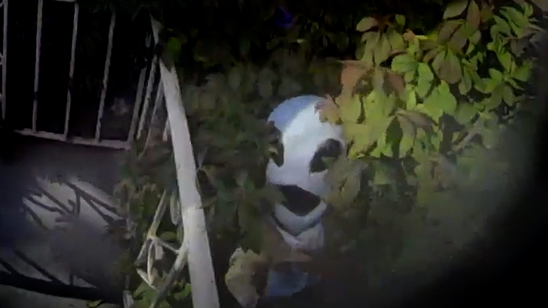 alien caught on camera 2025