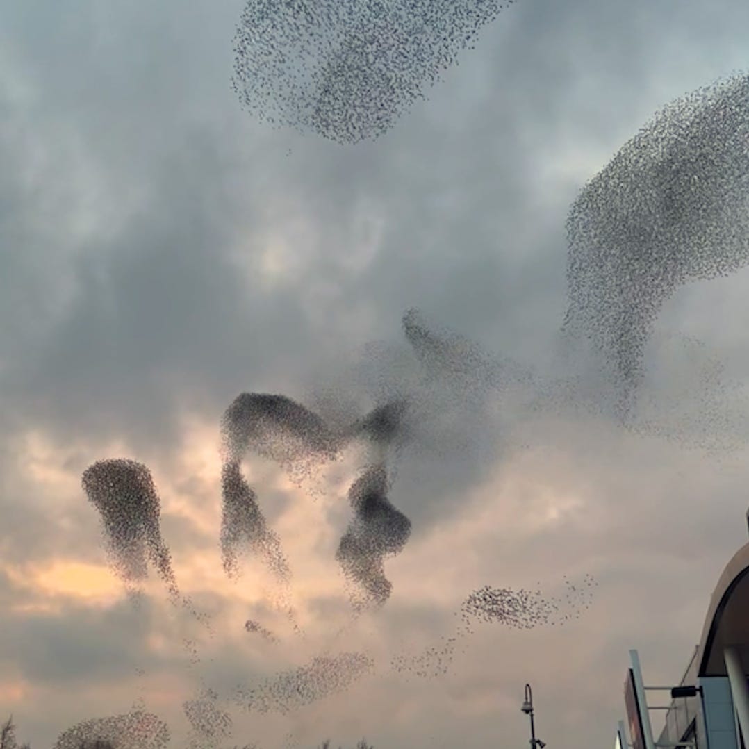 starling singing while flying