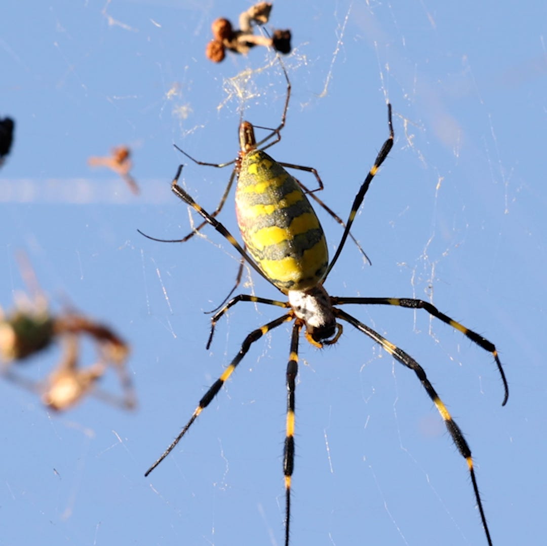 Flying Spider YouTube